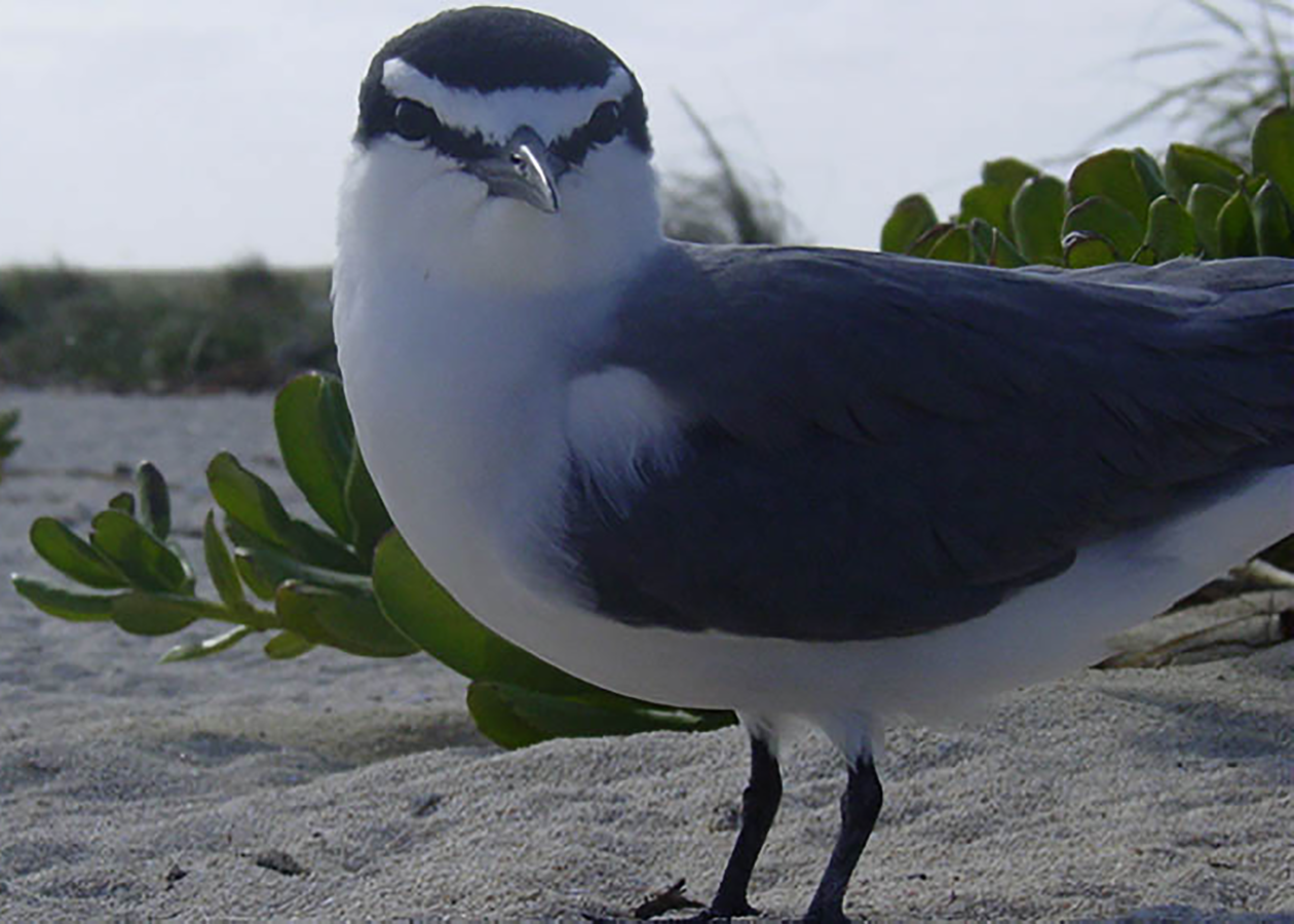Grey-backed Tern.png | FWS.gov